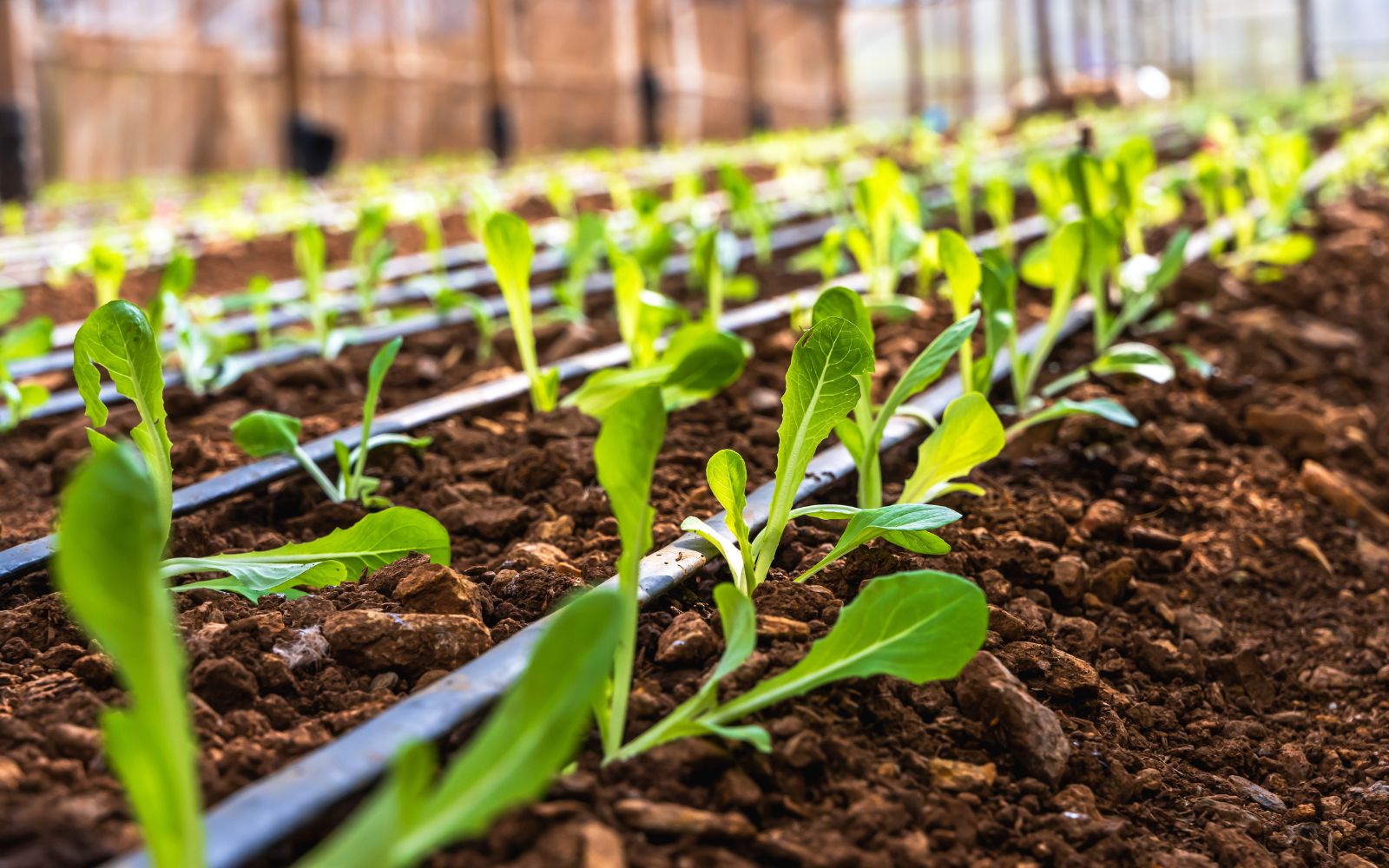 Drip Irrigation – New Jersey Irrigation Services